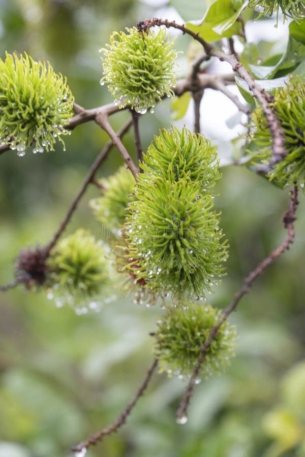 379 Young Rambutan Fruit Stock Photos - Free & Royalty-Free Stock ...