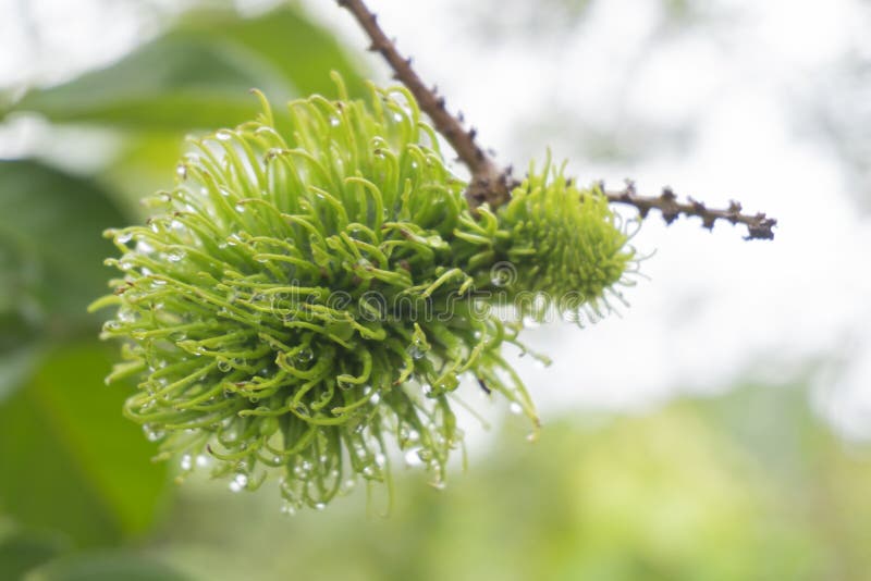 Garden, Young Rambutan Fruit Stock Photo - Image of plant, organic ...