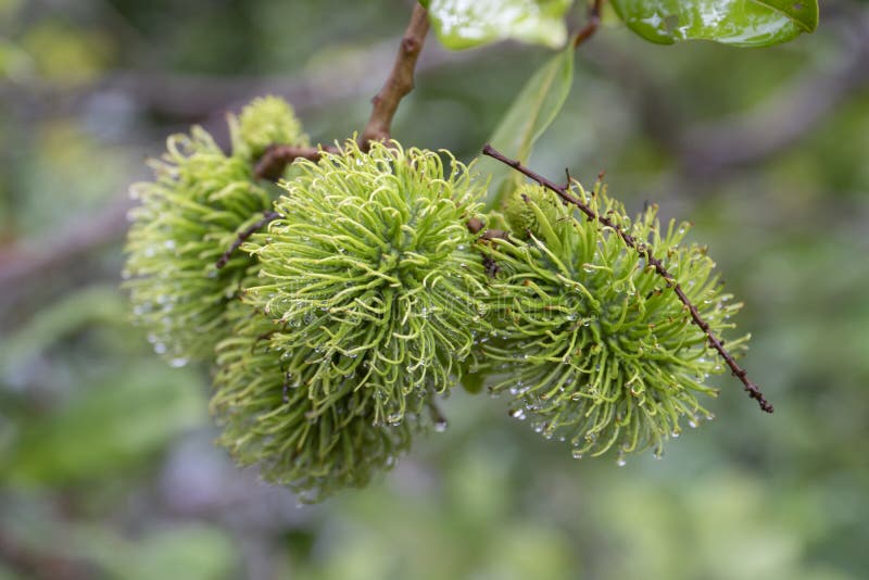 379 Young Rambutan Fruit Stock Photos - Free & Royalty-Free Stock ...