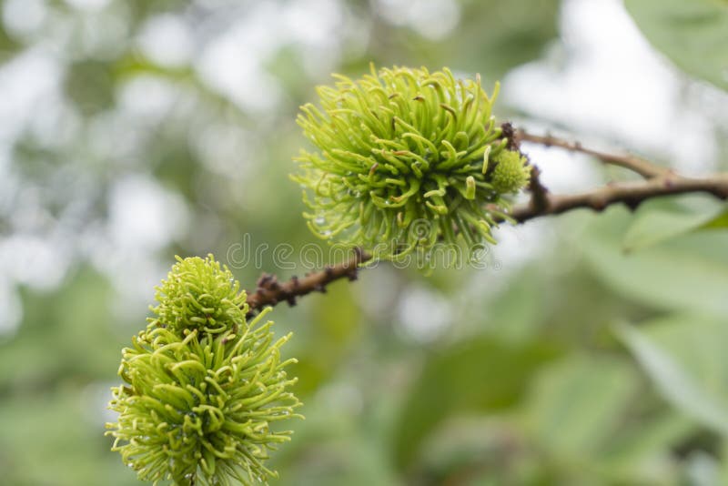 Garden, Young Rambutan Fruit Stock Photo - Image of green, wallpaper ...