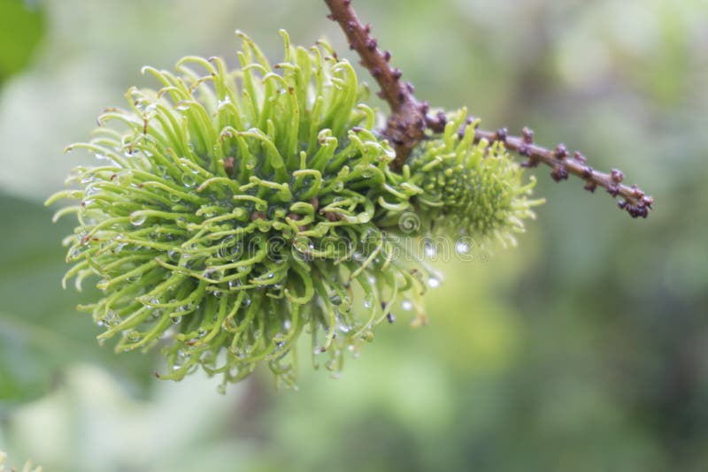 Garden, Young Rambutan Fruit Stock Photo - Image of ripe, garden: 158064666