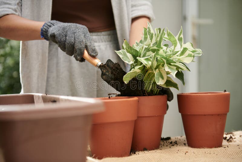 Gardener Adding Potting Soil Stock Image - Image of nature, fertilizer ...