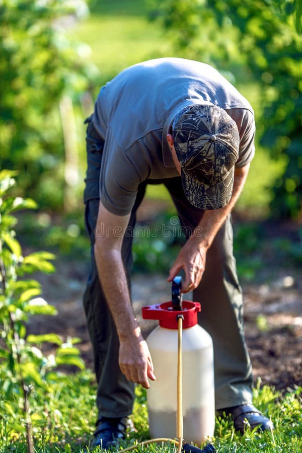 Gardener Applying an Insecticide Fertilizer To His Fruit Shrubs Stock ...