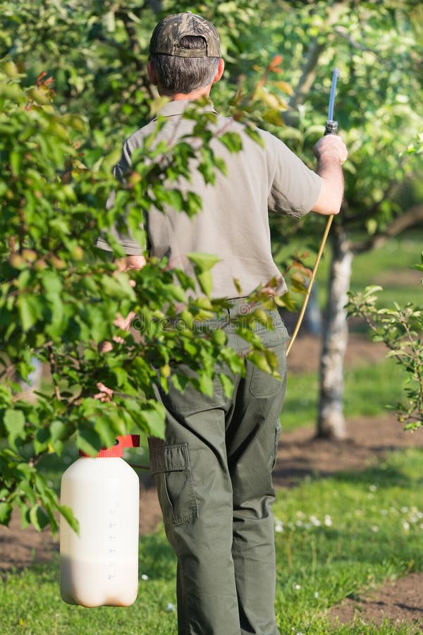 Gardener Applying an Insecticide Fertilizer To His Fruit Shrubs Stock ...