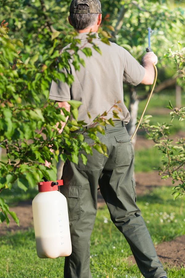Gardener Applying an Insecticide Fertilizer To His Fruit Shrubs Stock ...