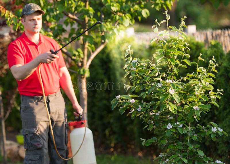 Gardener Applying an Insecticide Fertilizer To His Fruit Shrubs Stock ...