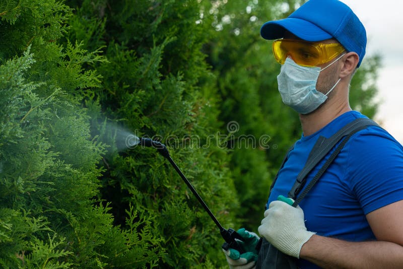 Gardener Applying Insecticide Fertilizer To His Thuja Using a Sprayer ...