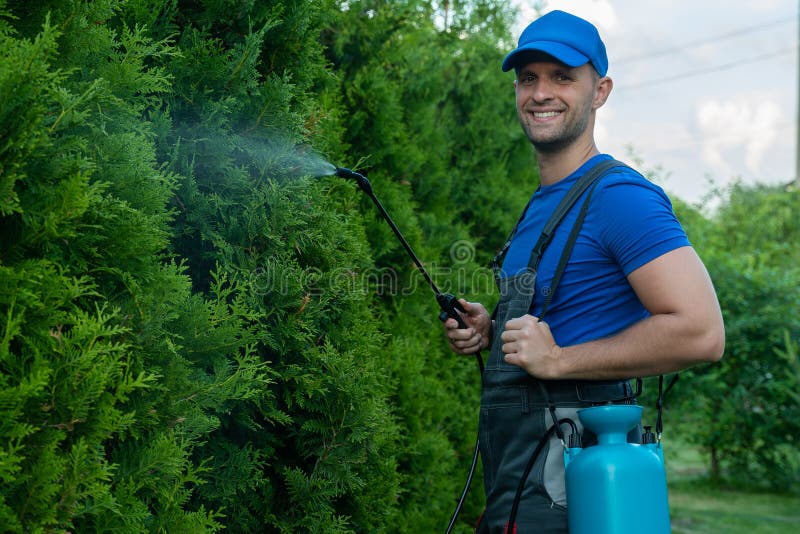 Gardener Applying Insecticide Fertilizer To His Thuja Using a Sprayer ...