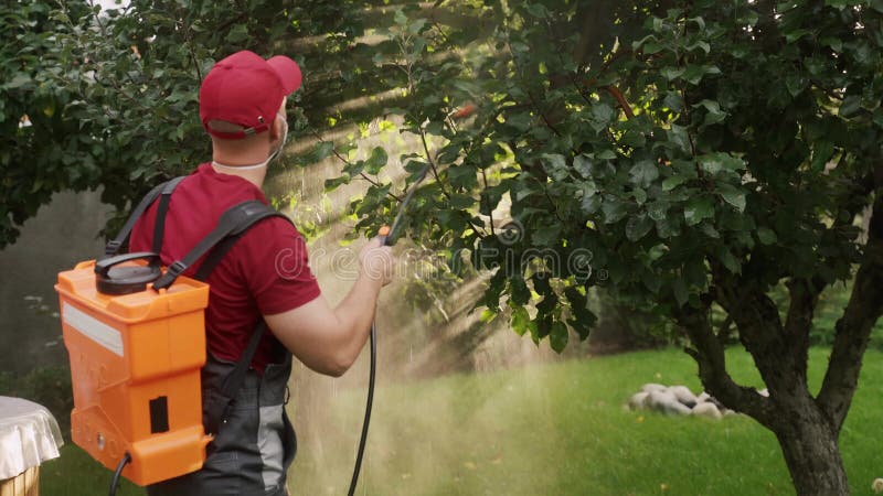 Gardener Applying Insecticide Spraying Fruit Tree Stock Footage - Video ...