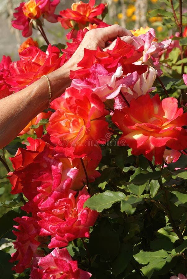 Gardener Caring for Her Roses Stock Image - Image of plants, beautiful ...