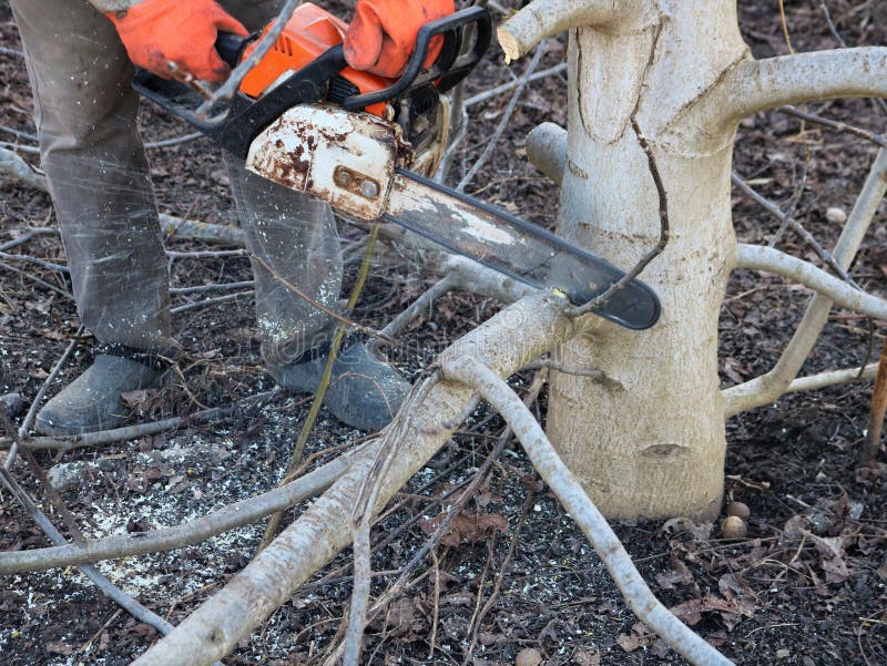 Gardener with a Chainsaw Sawing Off Tree Branches Stock Image - Image ...