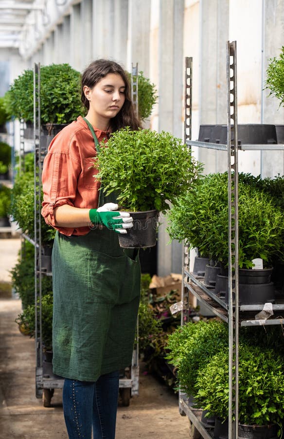 Gardener Checking on the Plants Stock Image - Image of blooming, female ...