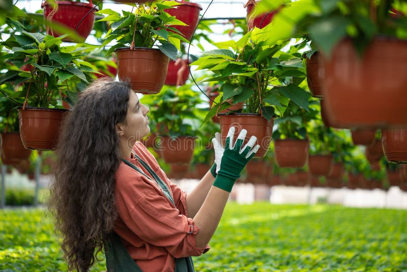 Gardener Checking on the Plants in a Botanical Garden Stock Photo ...