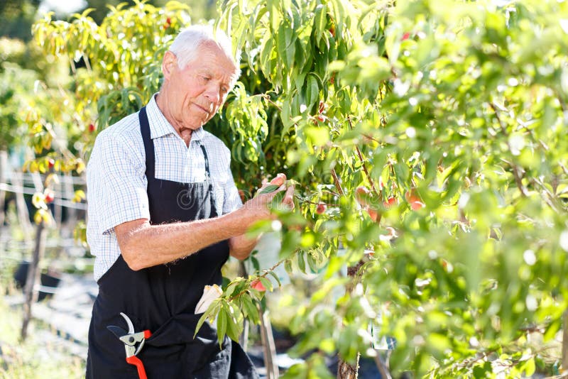 Gardener Checking Trees Branches Stock Image - Image of vegetarian ...
