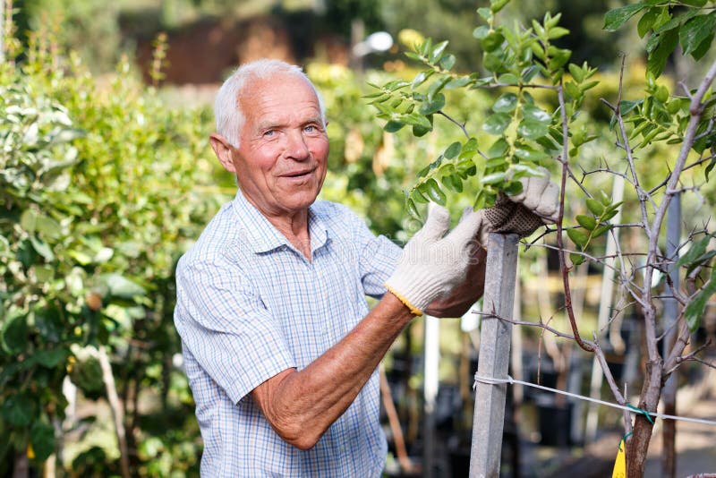 Gardener Checking Trees Branches Stock Image - Image of inspection ...