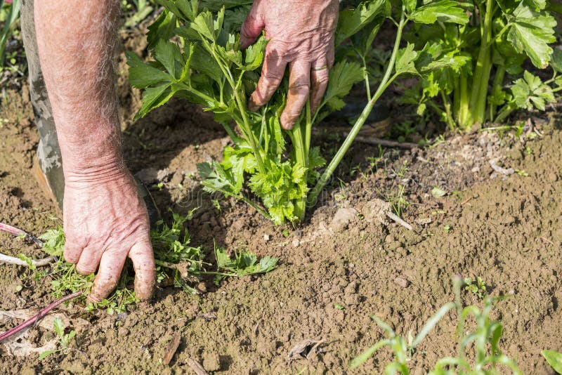 Gardener Cleaning in the Garden Stock Image - Image of grass, close ...