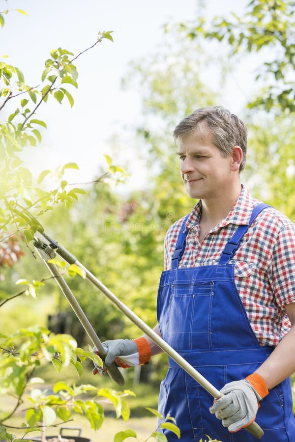 Gardener Clipping Tree Branches at Plant Nursery Stock Photo - Image of ...