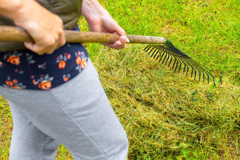 Gardener Collecting Dry Grass with a Rake Stock Image - Image of season ...