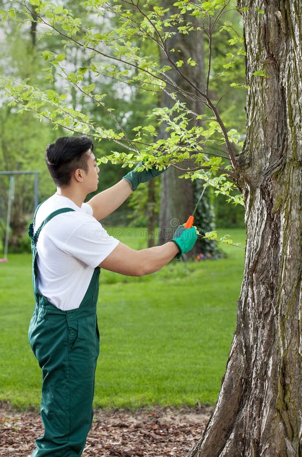 Gardener cropping tree stock photo. Image of horticulture - 41054752