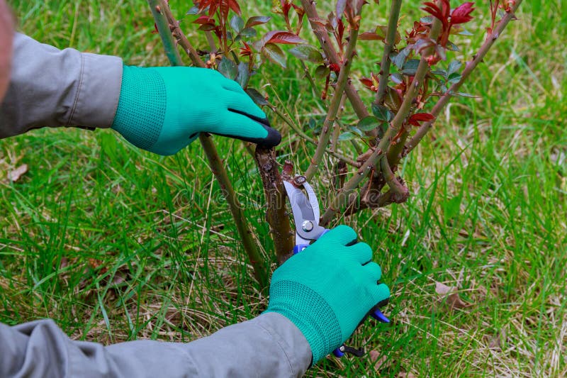 Gardener Cuts a Branch from a Bush Rose with Garden Shears. the Correct ...