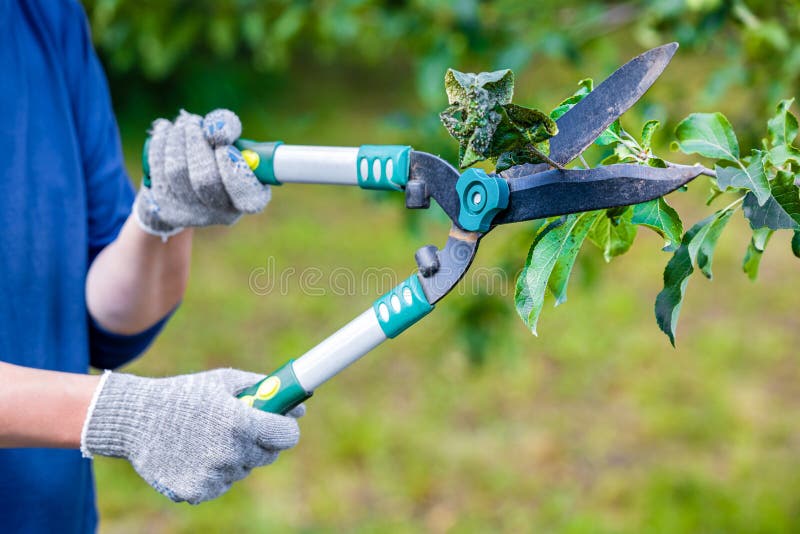 Gardener Cuts a Branch To a Tree with Large Scissors Stock Image ... Gardener Cuts a Branch To a Tree with Large Scissors Stock Image ...