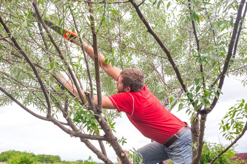 The Gardener Cuts the Branches of a Tree on a Spring Day. Sanitary ...