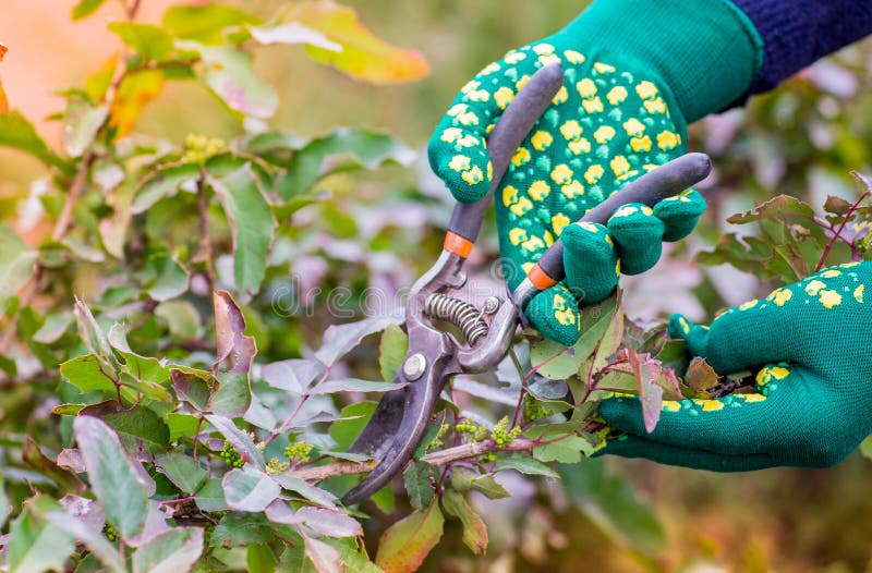 Woman cuts bush stock photo. Image of gloves, digging - 68325490