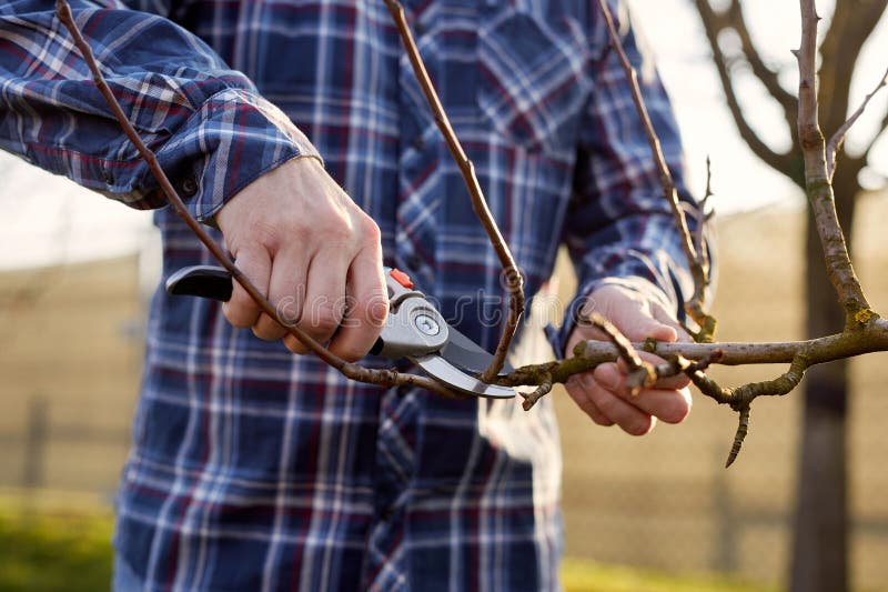 A Gardener Cuts a Fruit Tree with Scissors Stock Photo - Image of ...