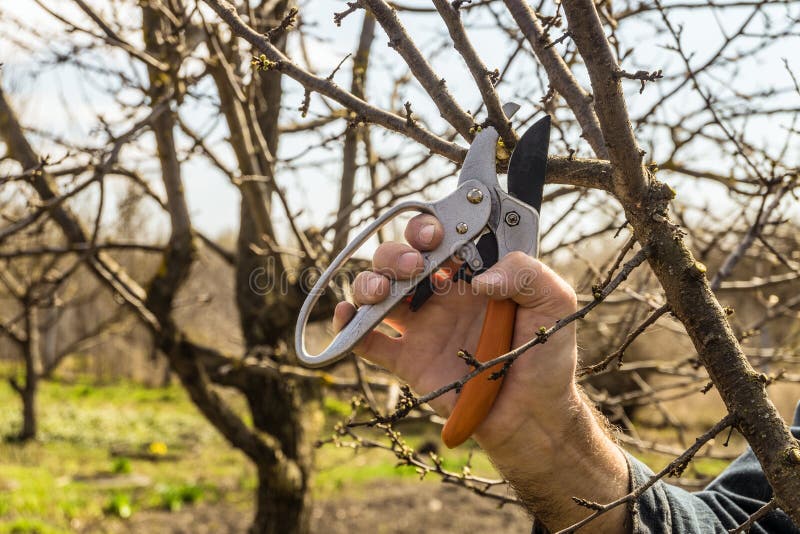 Gardener Cuts the Pruning Shears Excess Branches of Fruit Trees Stock ...