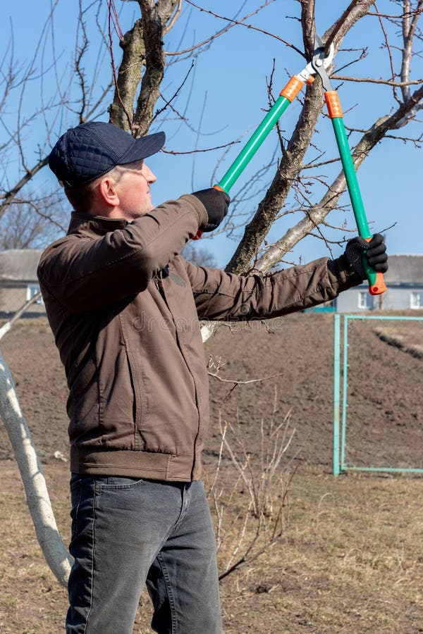A Gardener Cuts Tree Branches with Large Garden Shears. Pruning Trees ...