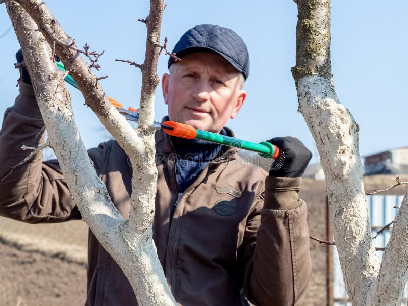 A Gardener Cuts Tree Branches with Large Garden Shears. Pruning Trees ...