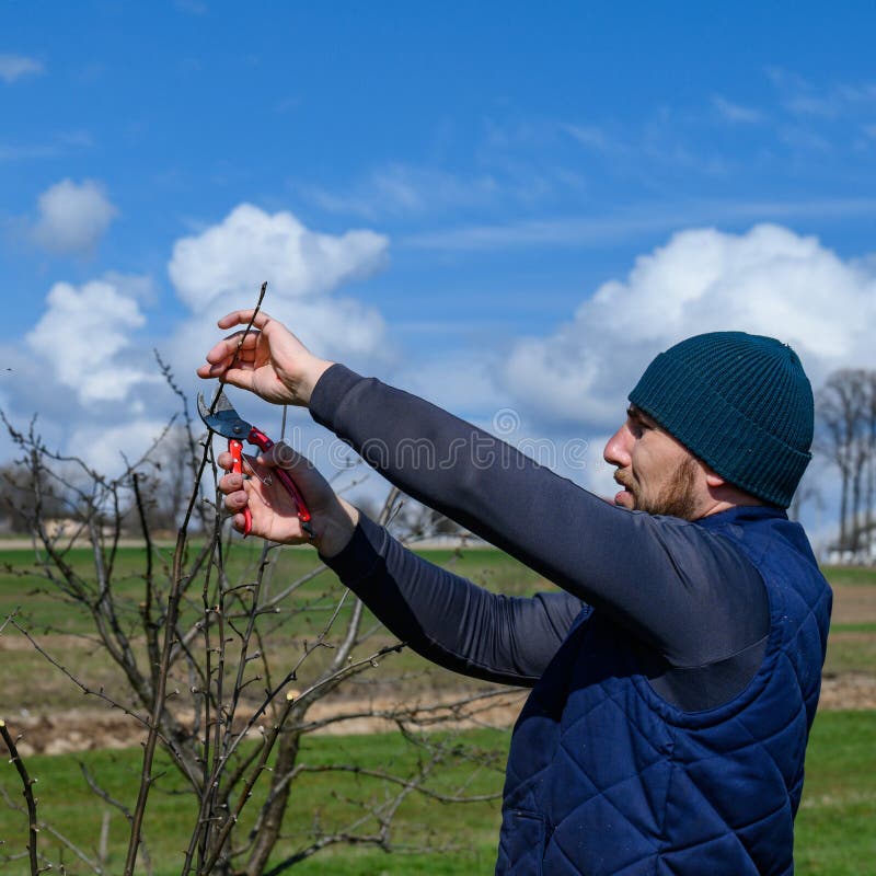 Gardener Cuts Young Branches on a Tree with Garden Shears Stock Image ...