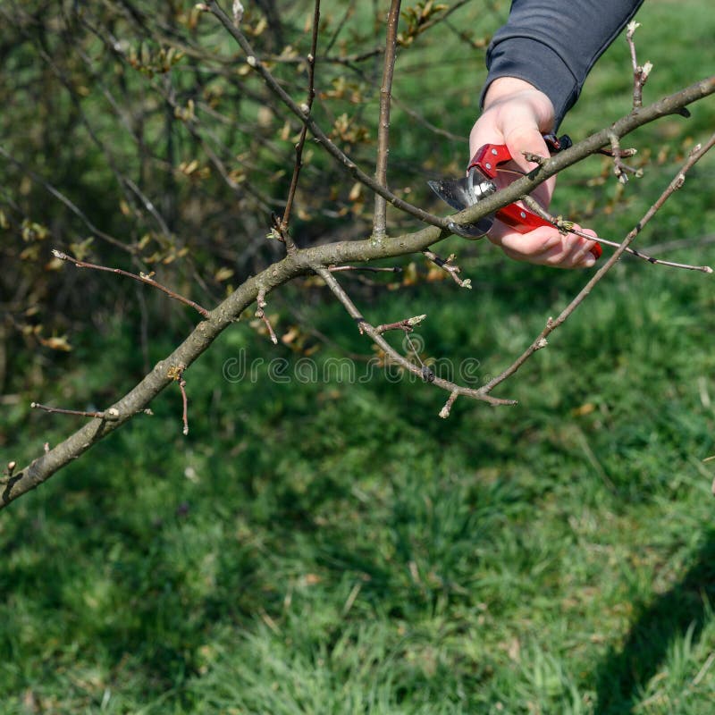 Gardener Cuts Young Branches on a Tree with Garden Shears Stock Image ...