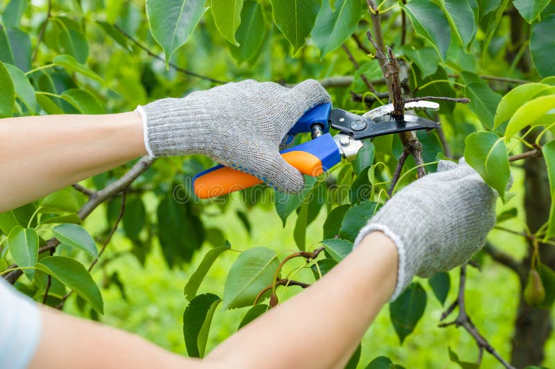 Gardener Cutting a Branch on a Tree Stock Photo - Image of garden ...