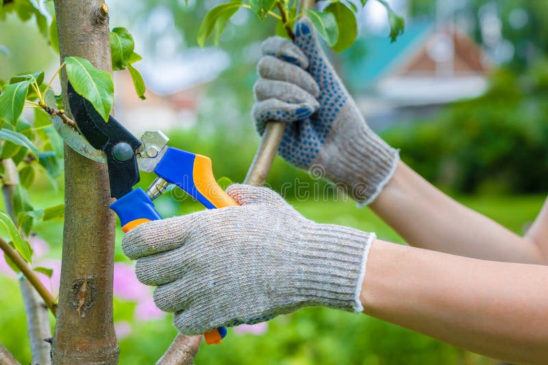 Gardener Cutting a Branch on a Tree. Stock Photo - Image of leaf ...