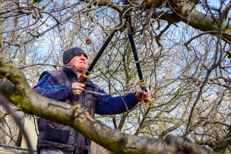 Gardener is Cutting Branches, Pruning Fruit Trees with Pruning Shears ...