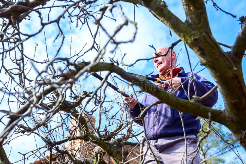Gardener is Cutting Branches, Pruning Fruit Trees with Pruning Shears ...
