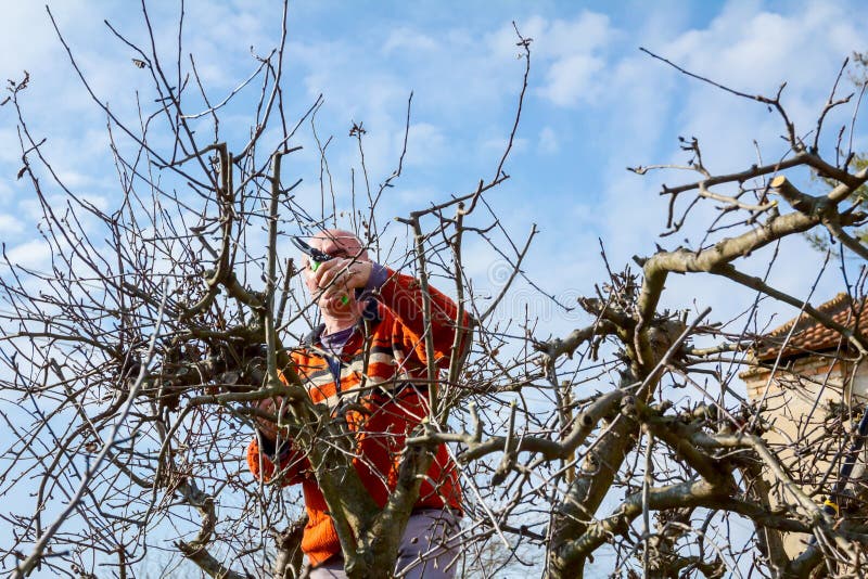 Gardener is Cutting Branches, Pruning Fruit Trees with Pruning Shears ...