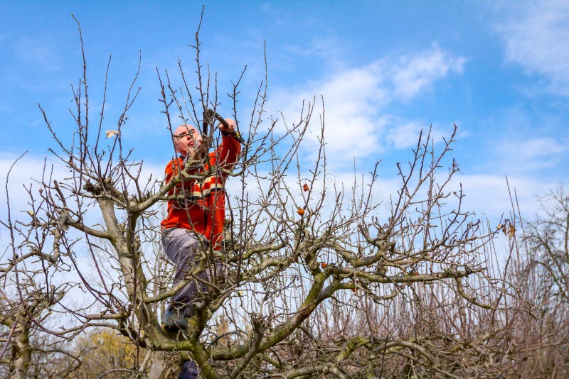 Gardener is Cutting Branches, Pruning Fruit Trees with Pruning Shears ...