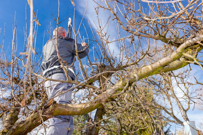 Gardener is Cutting Branches, Pruning Fruit Trees with Pruning Shears ...
