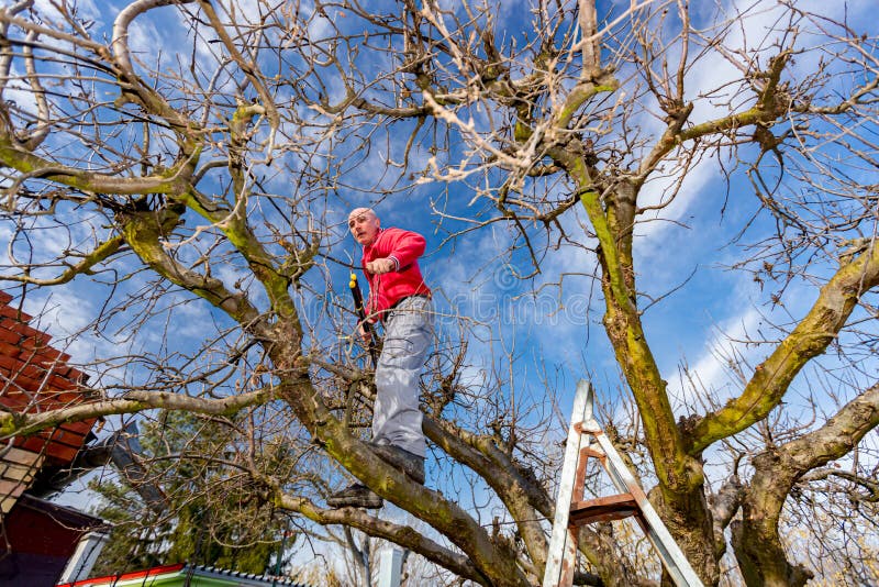 Gardener is Cutting Branches, Pruning Fruit Trees with Pruning Shears ...