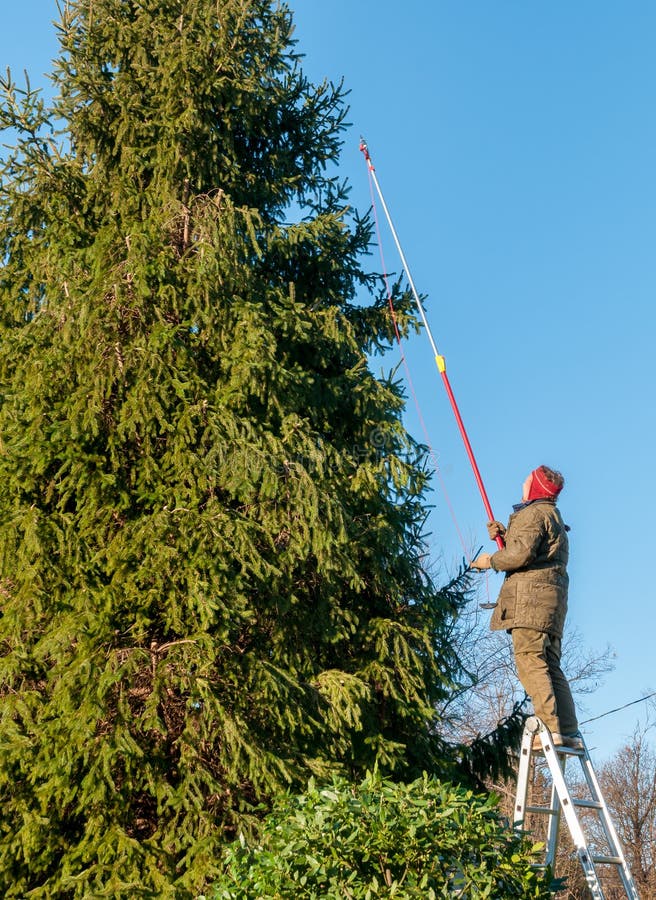 Gardener Cutting the Branches of a Tall Pine Tree with Cutter Trimming ...