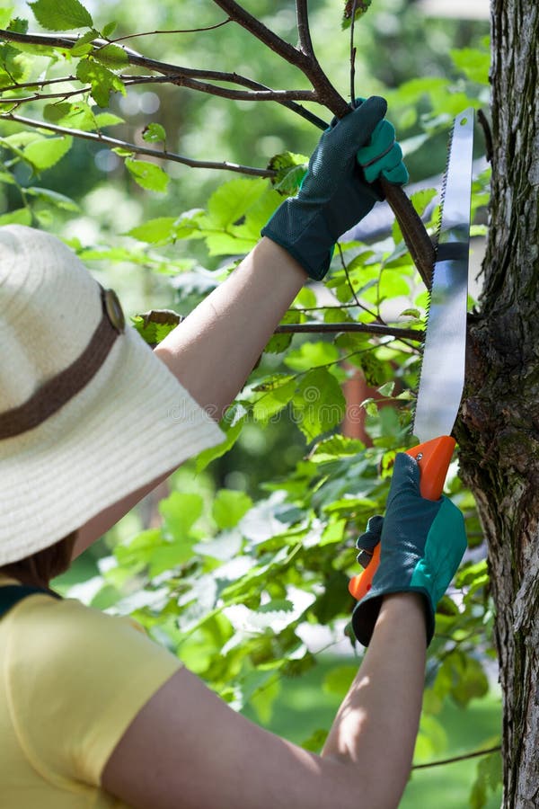 Gardener cutting branches stock photo. Image of active - 44139106