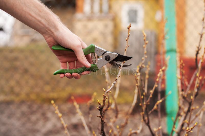 Gardener is Cutting a Currant with a Pruner. Stock Image - Image of ...