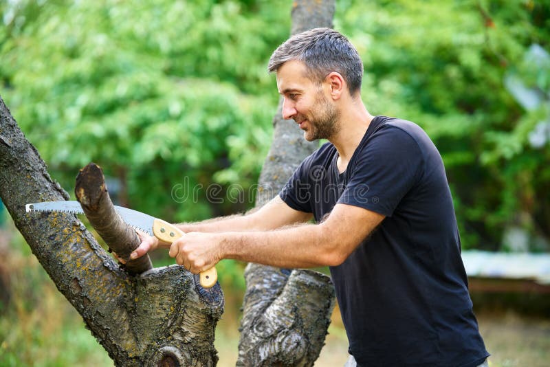 Gardener Cutting and Pruning Tree Stock Image - Image of pruning ...