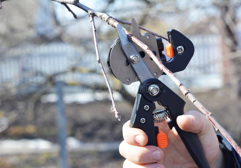 A Gardener is Cutting a Scion with a Professional Grafting Tool ...