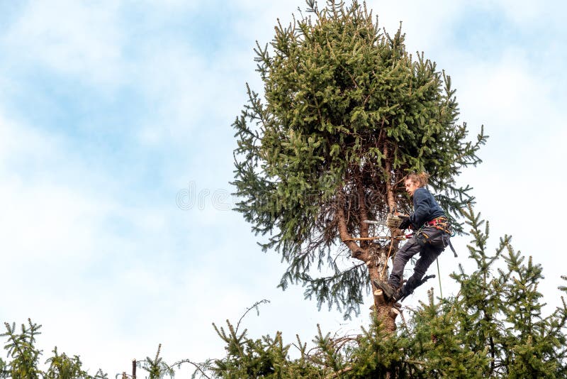 Gardener is Cutting Tall Pine Tree in the Garden in Winter Stock Photo ...