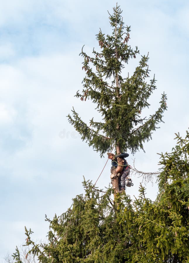 Gardener is Cutting Tall Pine Tree in the Garden in Winter Stock Photo ...