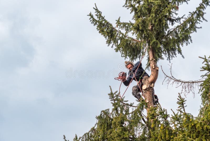 Gardener is Cutting Tall Pine Tree in the Garden in Winter Stock Photo ...