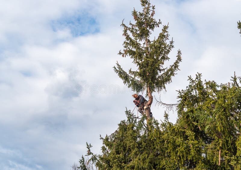 Gardener is Cutting Tall Pine Tree in the Garden in Winter Stock Photo ...
